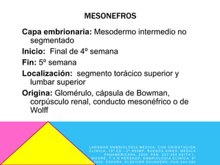 Embriología del aparato genitourinario (t1) | PPT
