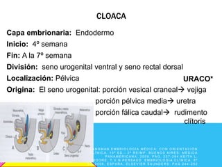 Embriología del aparato genitourinario (t1) | PPT
