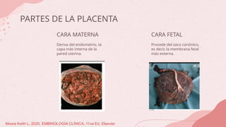 EMBRIOLOGIA DE LA PLACENTACION, PLACENTA | PPTX