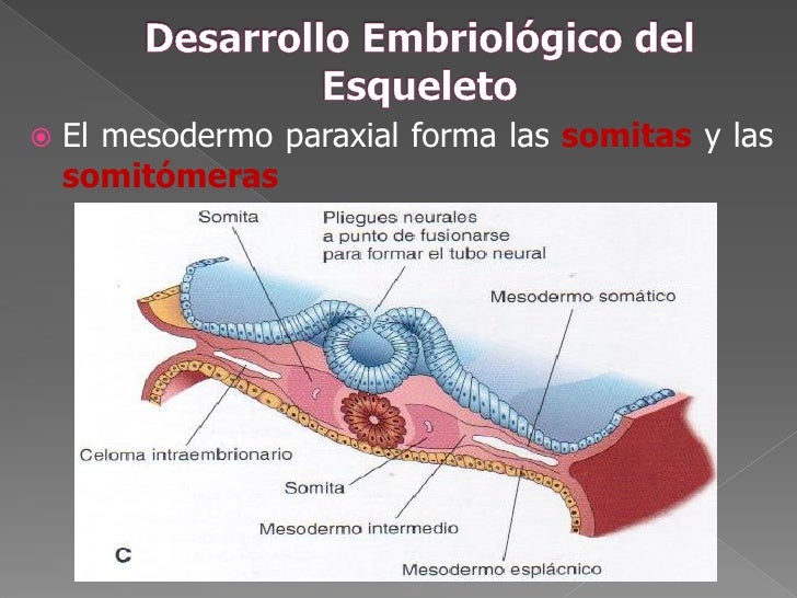 Embriologia del desarrollo del esqueleto