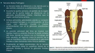 Embriologia_del_sistema_endocrino CARACTERISTICAS.pptx