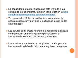 Embriologia del sistema esqueletico | PPTX