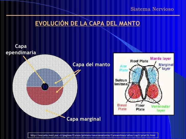 Embriologia del sistema nervioso