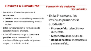 EMBRIOLOGIA DEL SISTEMA NERVIOSO central | PPTX
