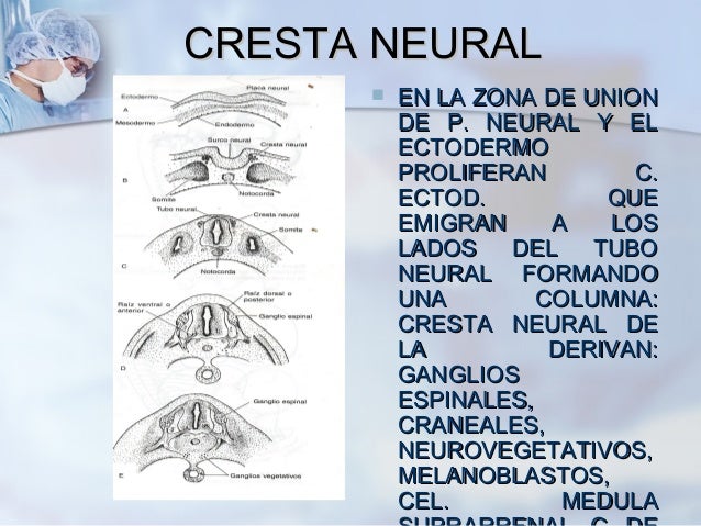 Embriologiadelsistemanerviosocentral 110921071836-phpapp01