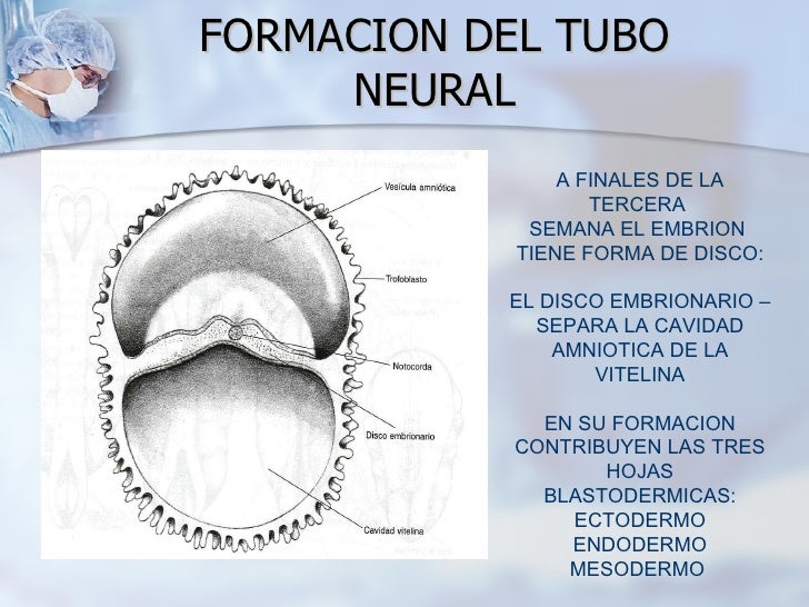Embriologia del sistema nervioso central