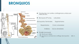 Embriologia del sistema respiratorio | PPTX