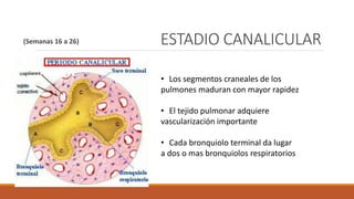 Embriologia del sistema respiratorio | PPTX