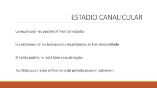 Embriologia del sistema respiratorio | PPTX