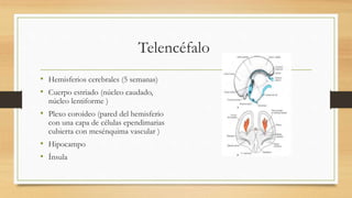 Embriologia del snc | PPTX