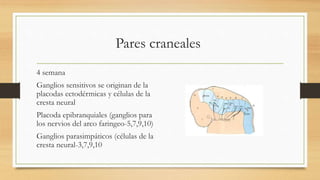 Embriologia del snc | PPTX