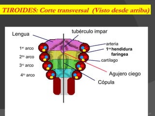 Embriología Del Foramen Ciego