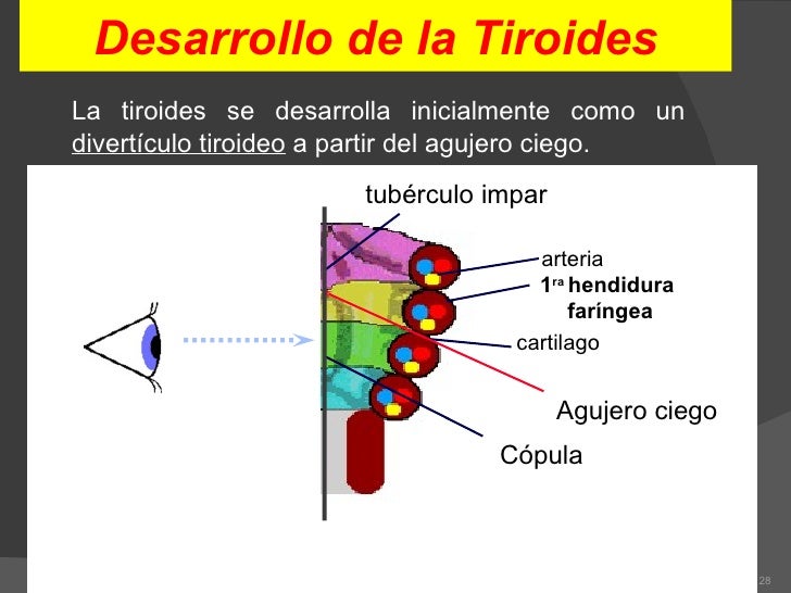 embriologia del tiroides