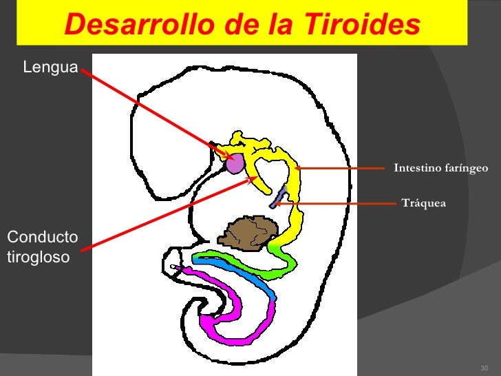 embriologia del tiroides