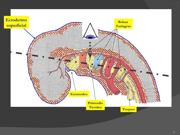 embriologia del tiroides