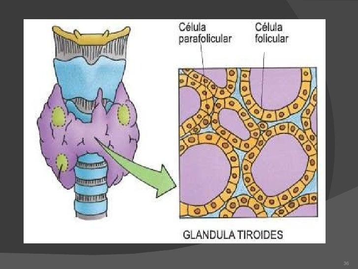 embriologia del tiroides