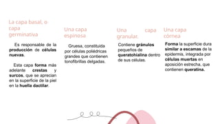 EMBRIOLOGIA DE PIEL_3313296403809234fa59957f3fa44ff5.pptx