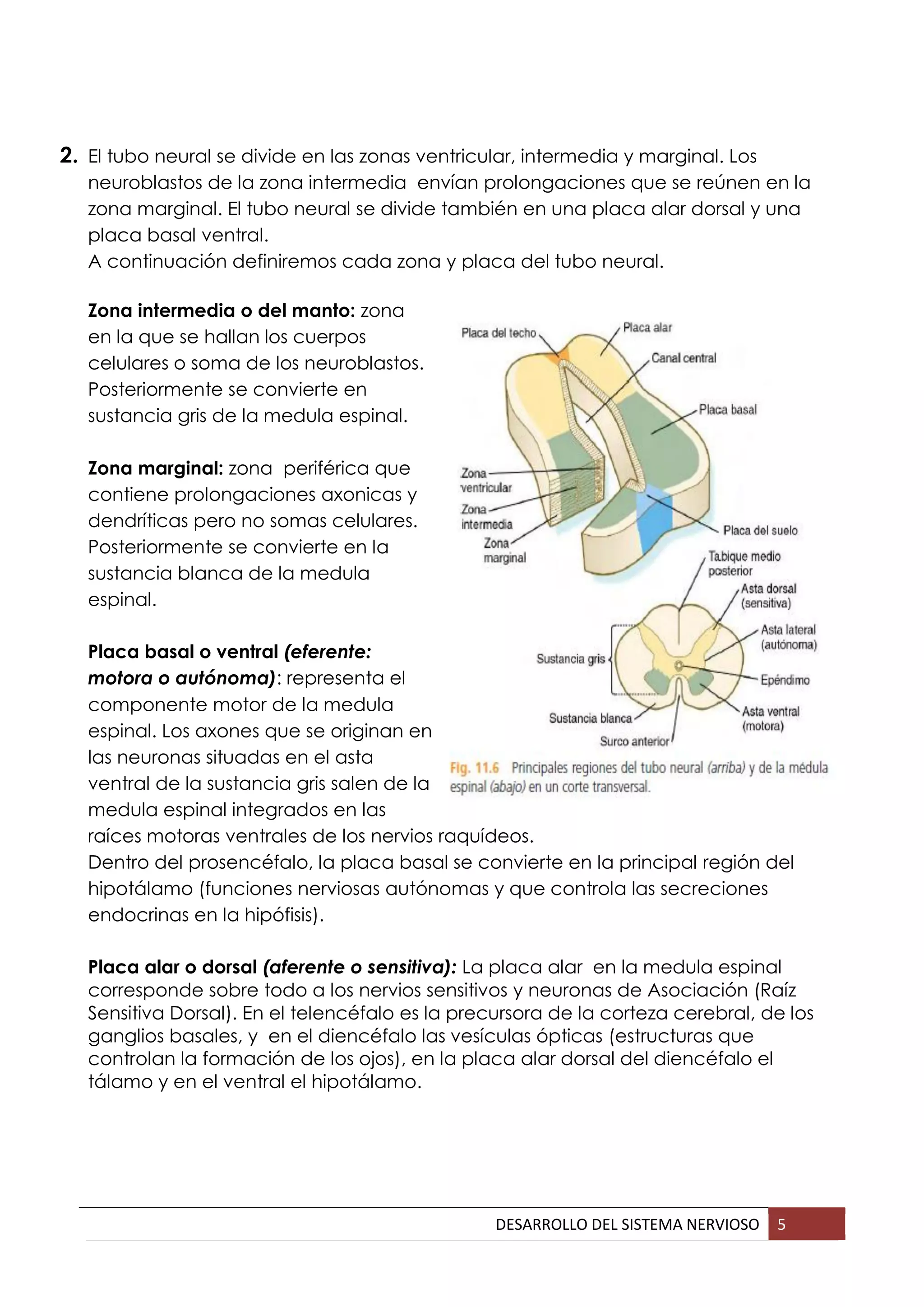 Embriologia desarrollo del sistema nervioso | PDF