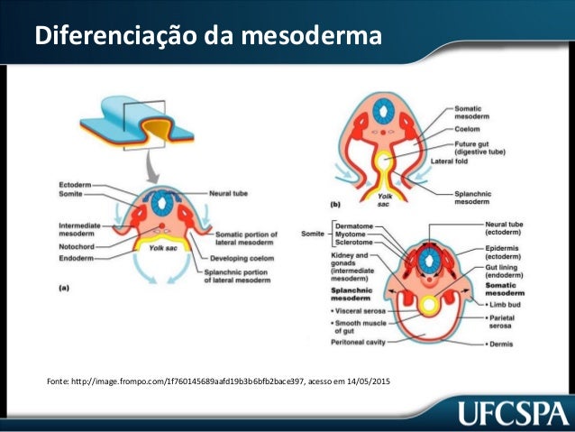 Embriologia desenvolvimento membros