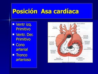 Embriologia de sistema cardiovascular | PPT