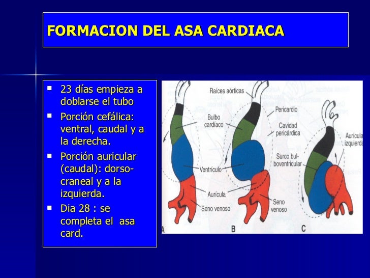 Embriologia de sistema cardiovascular