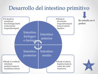 Embriologia de sistema digestivo | PPTX