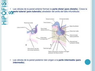 Embriologia de sistema nervioso | PPT