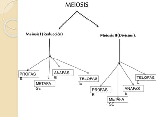 Embriologia -division celular | PPTX | Biological Sciences | Science