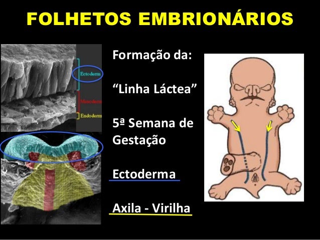 Embriologia e anatomia da mama