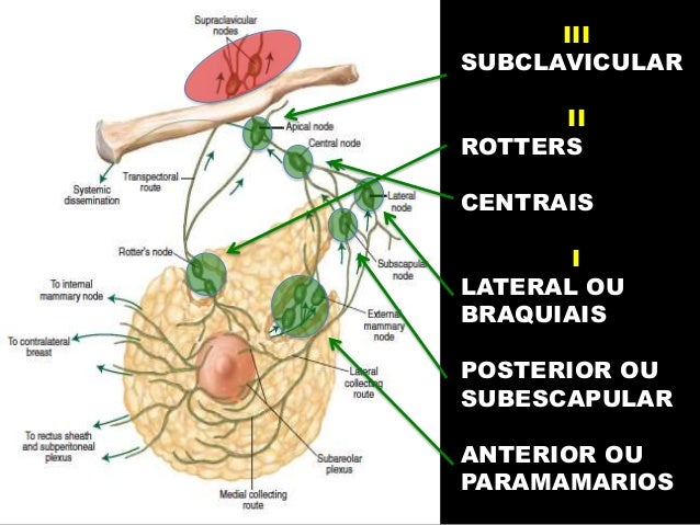 Embriologia e anatomia da mama