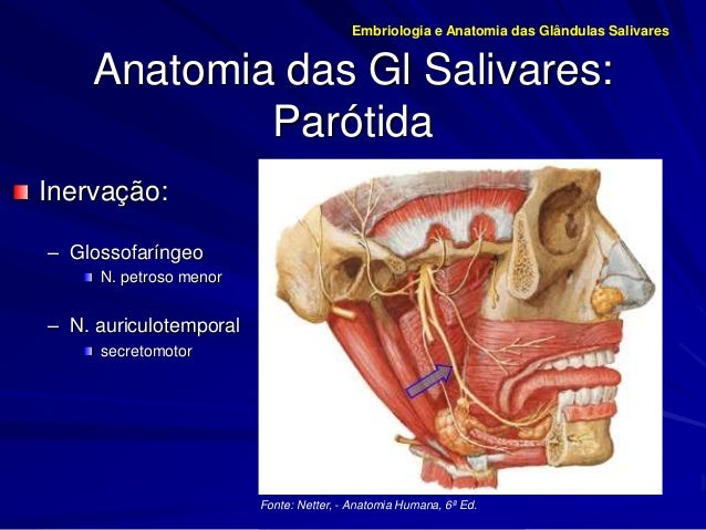 Cadaver Do Nervo Glossofaringeo