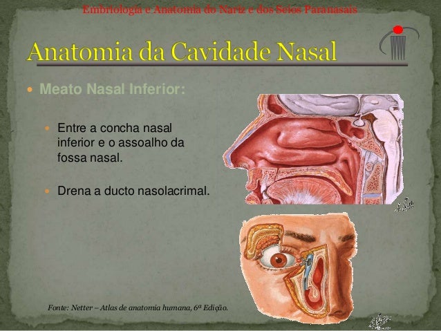 Embriologia e anatomia dos seios paranasais gabriel 2015