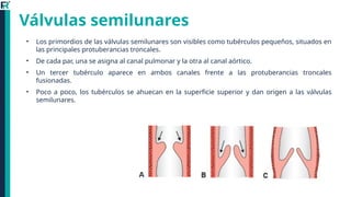 embriologia e histologia cardiovascular sandra tang.pptx