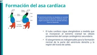 embriologia e histologia cardiovascular sandra tang.pptx