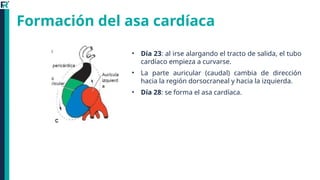embriologia e histologia cardiovascular sandra tang.pptx