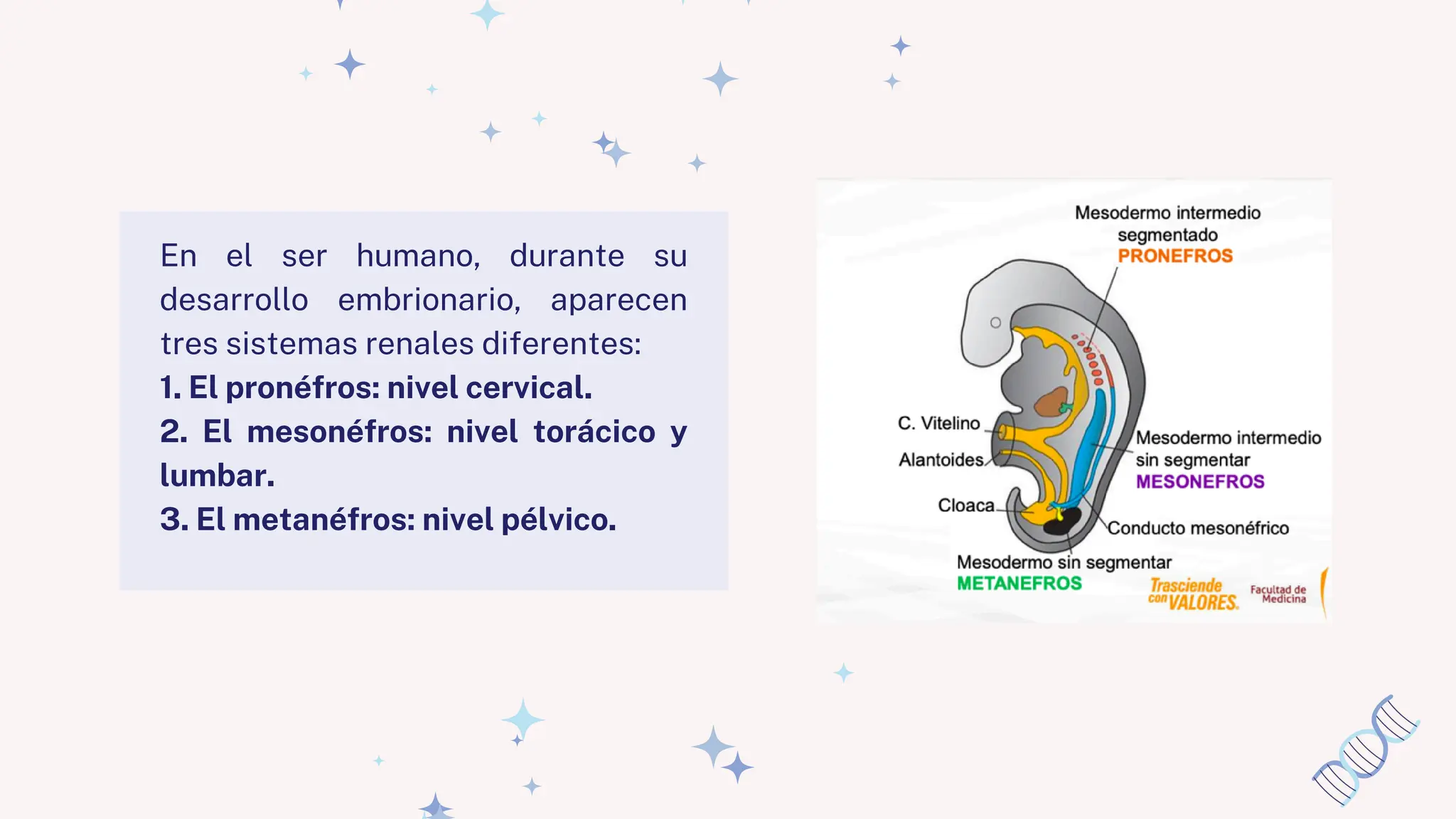 EMBRIOLOGIA E HISTOLOGIA RENAL_20240515_013347_0000.pdf