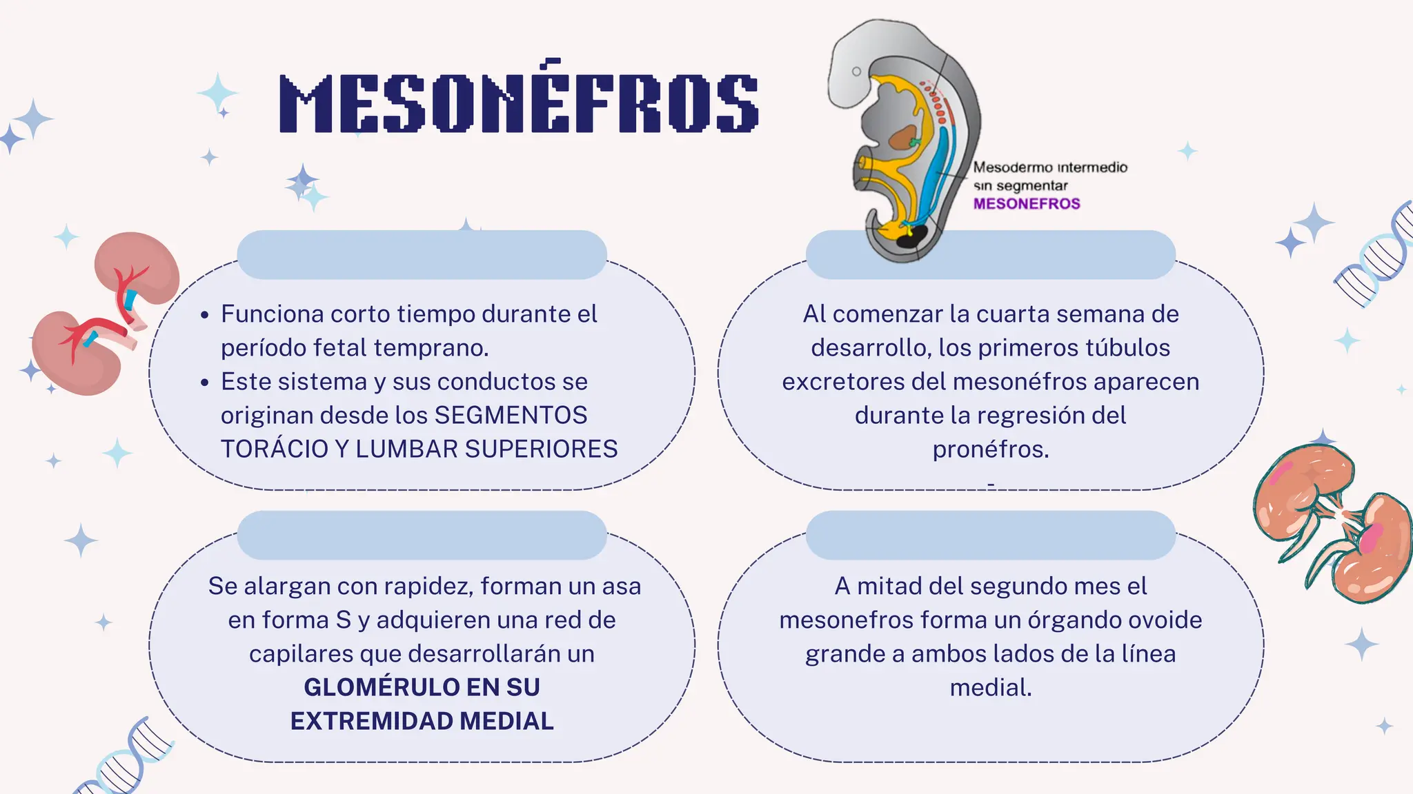EMBRIOLOGIA E HISTOLOGIA RENAL_20240515_013347_0000.pdf