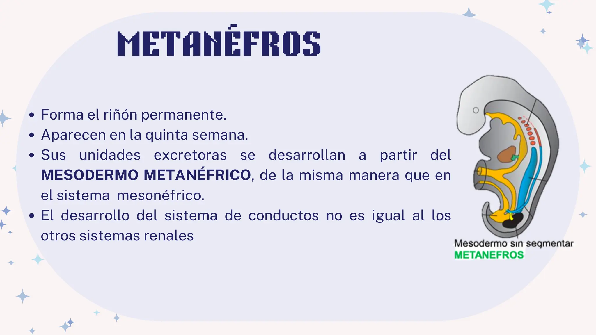 EMBRIOLOGIA E HISTOLOGIA RENAL_20240515_013347_0000.pdf