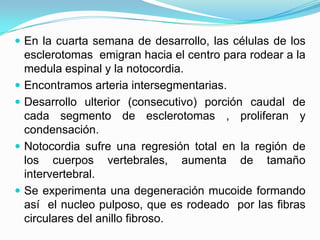 Embriologia sistema esquelético | PPTX