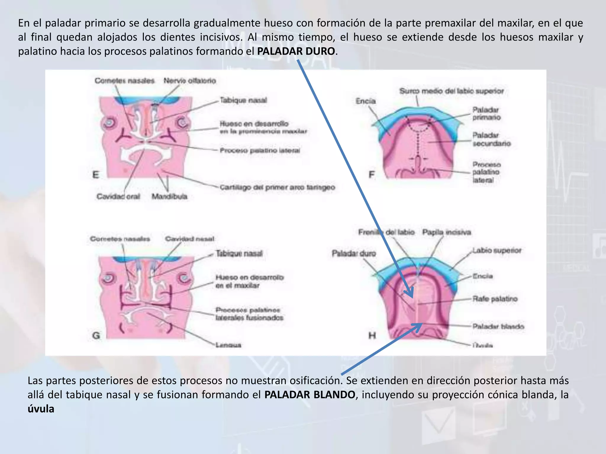 DESARROLLO EMBRIOLOGICO DE LAS CAVIDADES NASALES , DESARROLLO DEL ...
