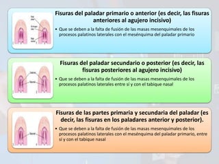 DESARROLLO EMBRIOLOGICO DE LAS CAVIDADES NASALES , DESARROLLO DEL ...