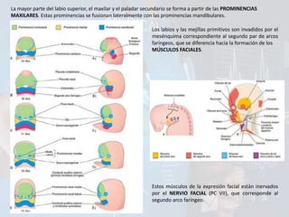 DESARROLLO EMBRIOLOGICO DE LAS CAVIDADES NASALES , DESARROLLO DEL ...