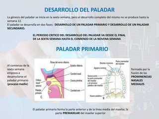DESARROLLO EMBRIOLOGICO DE LAS CAVIDADES NASALES , DESARROLLO DEL ...