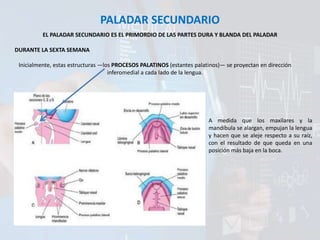 DESARROLLO EMBRIOLOGICO DE LAS CAVIDADES NASALES , DESARROLLO DEL ...