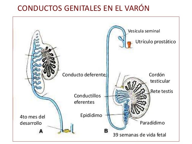 fisiologia reproductiva