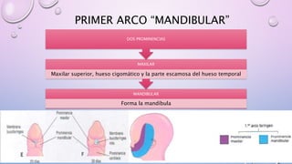 Embriología faringe laringe | PPTX