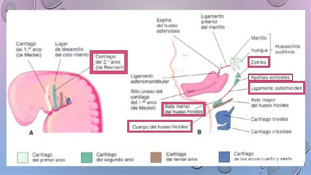 Embriología faringe laringe