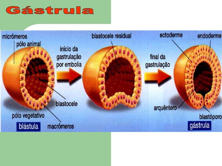 Gastrula Humana