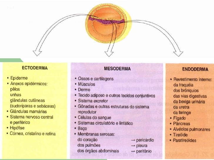 Embriologia