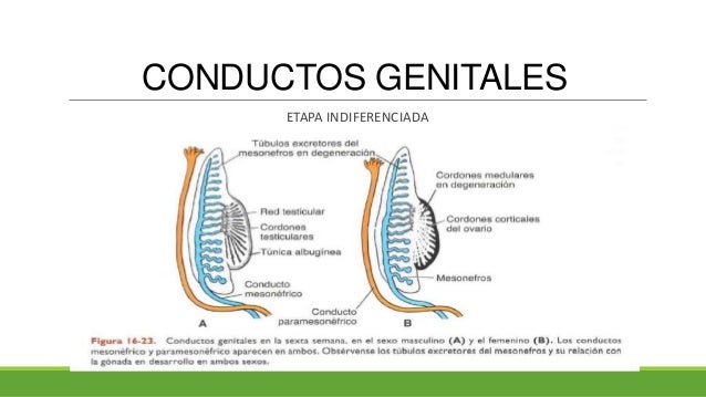 Embriologia Genital